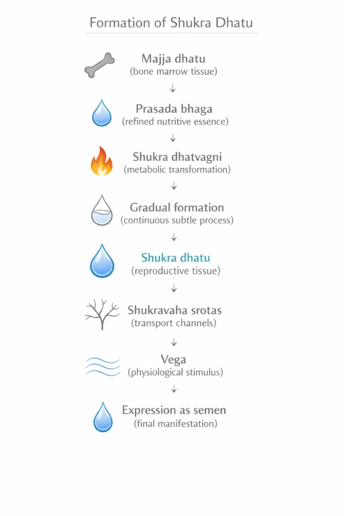 Shukra Dhatu: Meaning, Functions & Role in Ayurveda